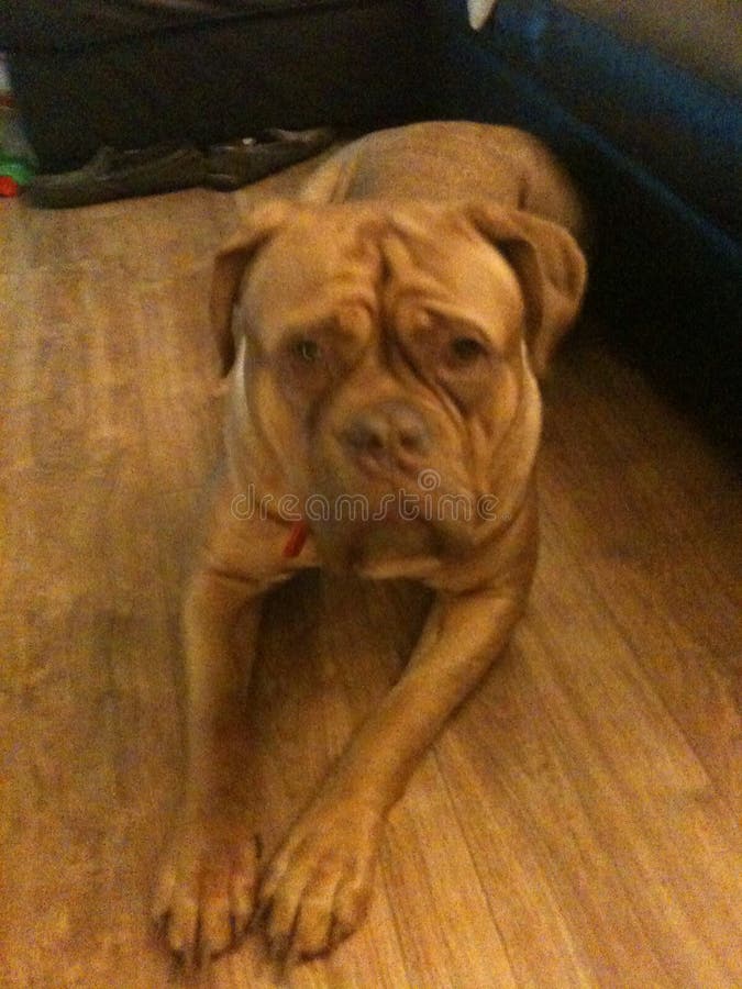 Mean dog stock photo. Image of friend, bordeaux, guard - 42610576