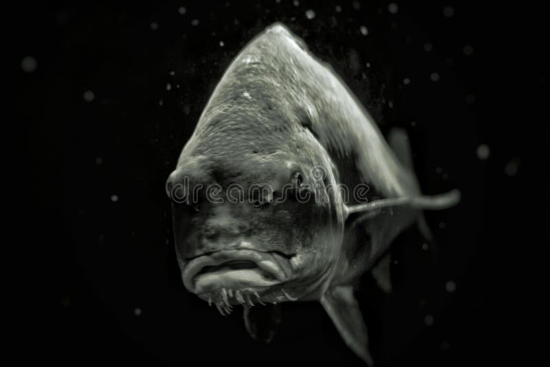 413 Mean Fish Stock Photos - Free & Royalty-Free Stock Photos from ...