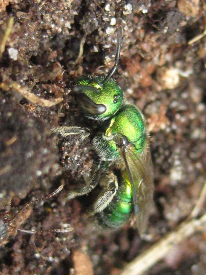 Mean Green stock photo. Image of green, mean, insects - 93597530