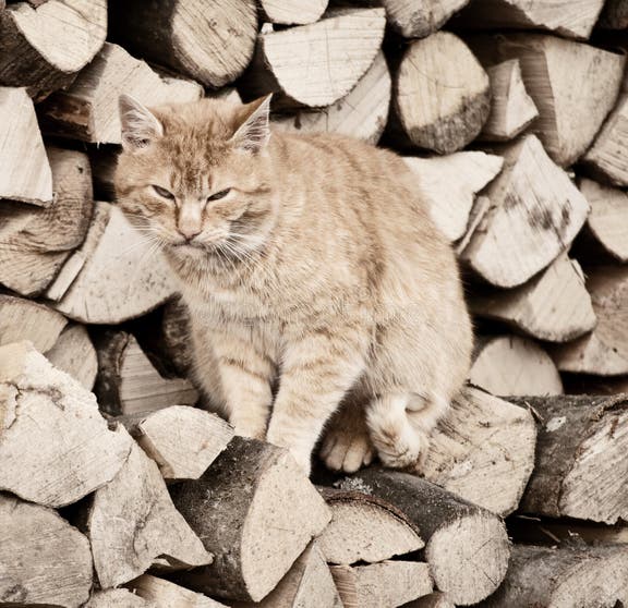 Mean kitty stock photo. Image of bosnia, grumpy, looking - 53380002