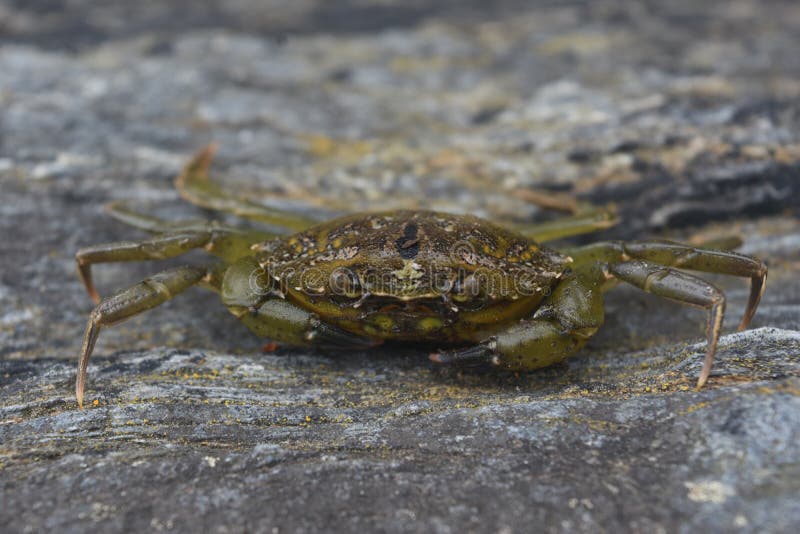 Angry Crab Rock Stock Photos - Free & Royalty-Free Stock Photos from ...
