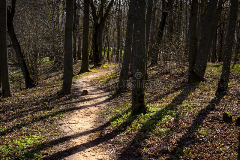 Meandering Footpath between Forest Trees Stock Photo - Image of plant ...