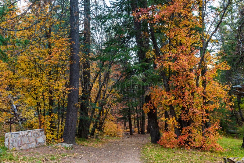 Meandering Forest Path with Maple Leaves in Fall Color Stock Image ...