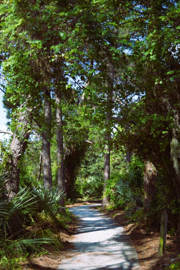 Meandering Path through Lush Forest Entices One To Explore or ...