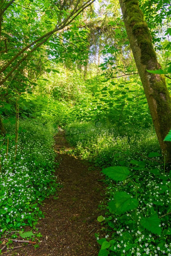 Meandering Path through Lush Forest Stock Photo - Image of dirt ...