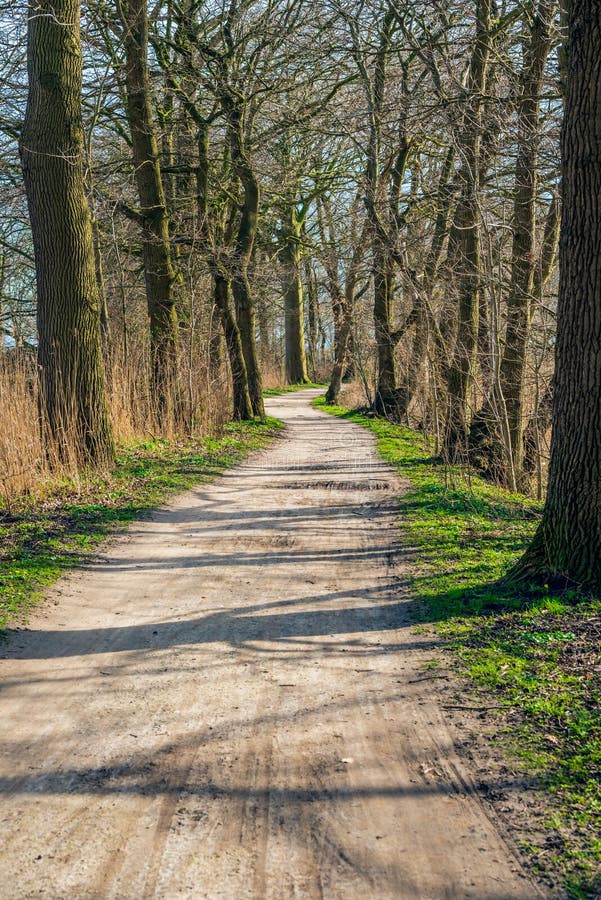 Meandering Sandy Path through a Large Dutch Nature Reserve with Stock ...