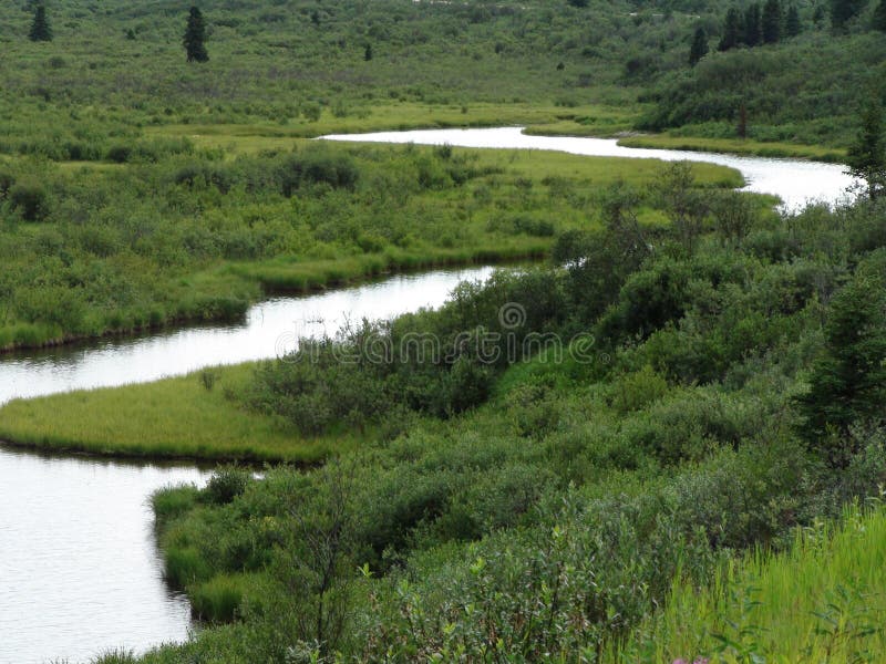Meandering Stream in a Green Forest Stock Image - Image of curve ...