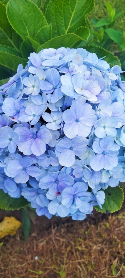 Meaning of blue hydrangea stock photo. Image of proposal - 275489622