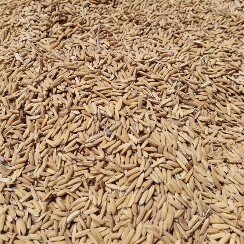 The Meaning of PADDY is Rice; Especially : Threshed Unmilled Rice ...