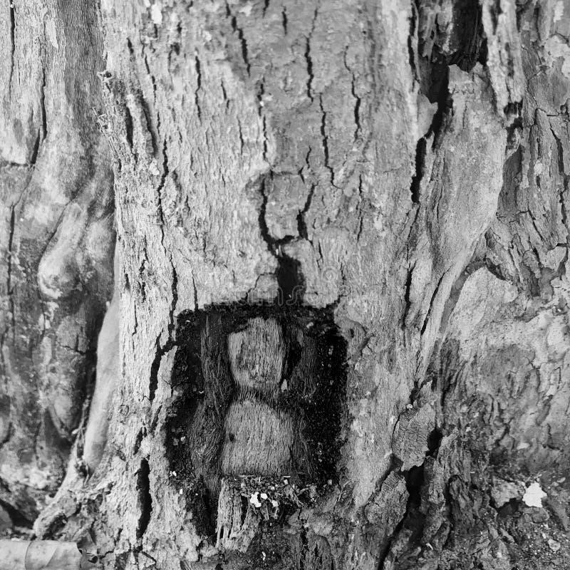 Black and White Photo the Life in the Tree Stock Image - Image of black ...