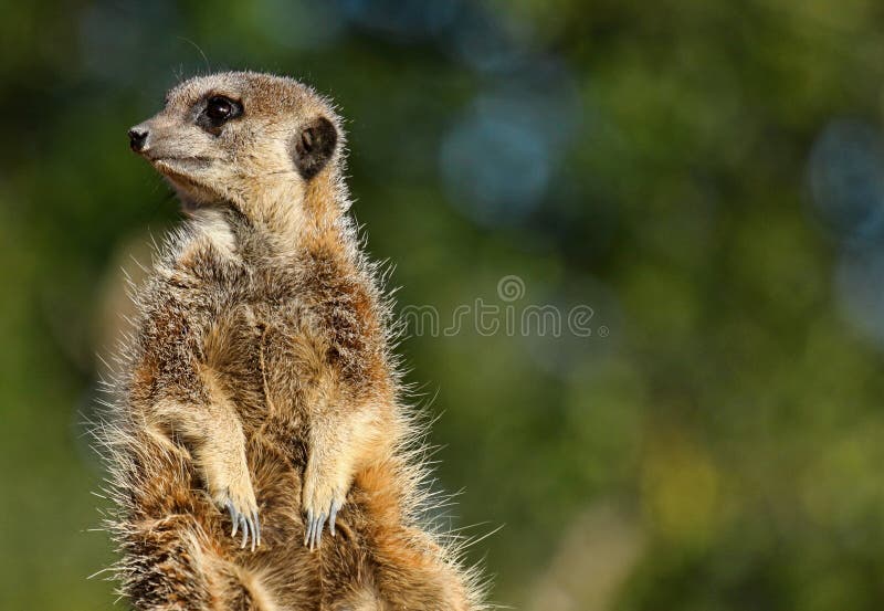 Mear cat stock image. Image of meer, manor, suricata - 29632359