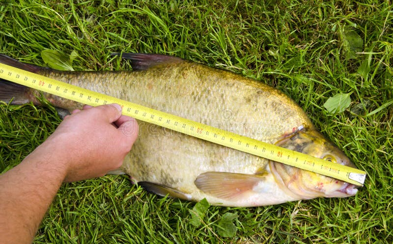 Measure Fish Bream Hand Hold Tool Big Catch Stock Image - Image of ...