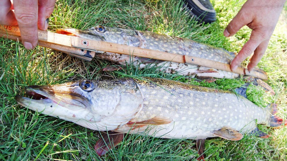 Fishing Measurement Ruler Stock Photos - Free & Royalty-Free Stock ...