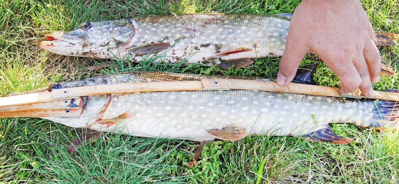 Fishing Measurement Ruler Stock Photos - Free & Royalty-Free Stock ...