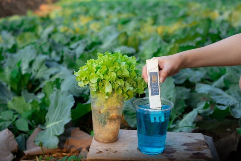 Measure Liquid Fertilizer in a Cup with Digital EC TDS Meter at Lettuce ...