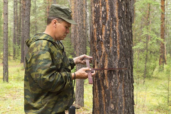 Measuring the Diameter of a Tree Stock Photo - Image of measuring ...