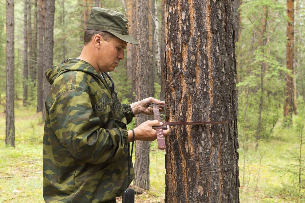 Measuring the Diameter of a Tree Stock Photo - Image of measuring ...