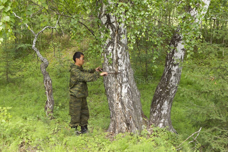 Measuring the Diameter of a Tree Stock Photo - Image of alive, ruler ...