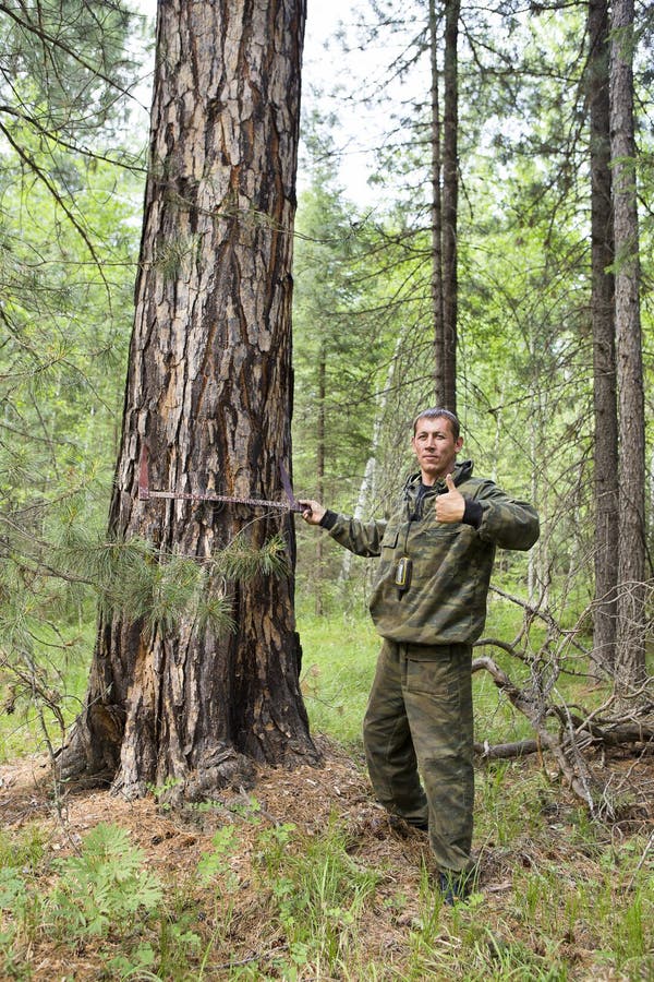 Measuring the Diameter of a Tree Stock Photo - Image of meter, lumber ...