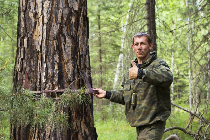 Measuring the Diameter of a Tree Stock Image - Image of ruler ...