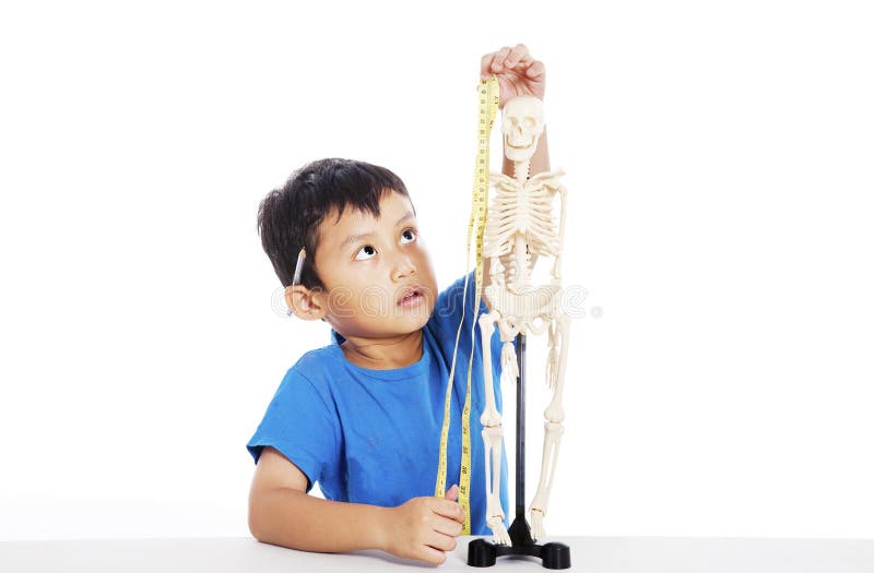 Measurement of Human Skeleton Stock Image - Image of male, indonesian ...