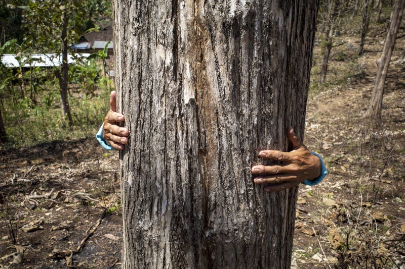 Measuring the Circumference of Teak Tree Trunks, Tectona Grandis, Using ...