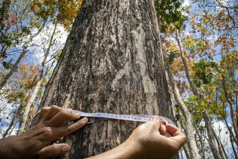 Measuring the Circumference of Teak Tree Trunks, Tectona Grandis, Using ...