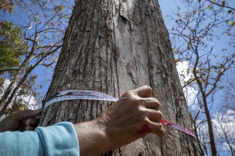 Measuring the Circumference of Teak Tree Trunks, Tectona Grandis, Using ...