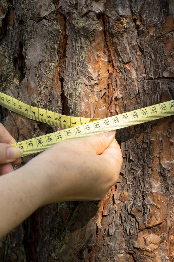 Measuring the Circumference of a Tree with a Meter. the Concept of ...