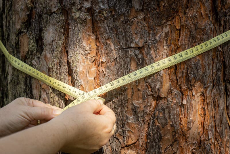 Measuring the Circumference of a Tree with a Meter. the Concept of ...