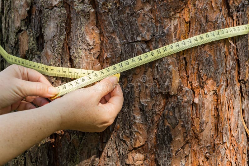 Measuring the Circumference of a Tree with a Meter. the Concept of ...