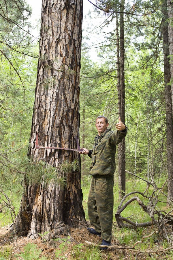 Measuring the Diameter of a Tree Stock Image - Image of nature ...
