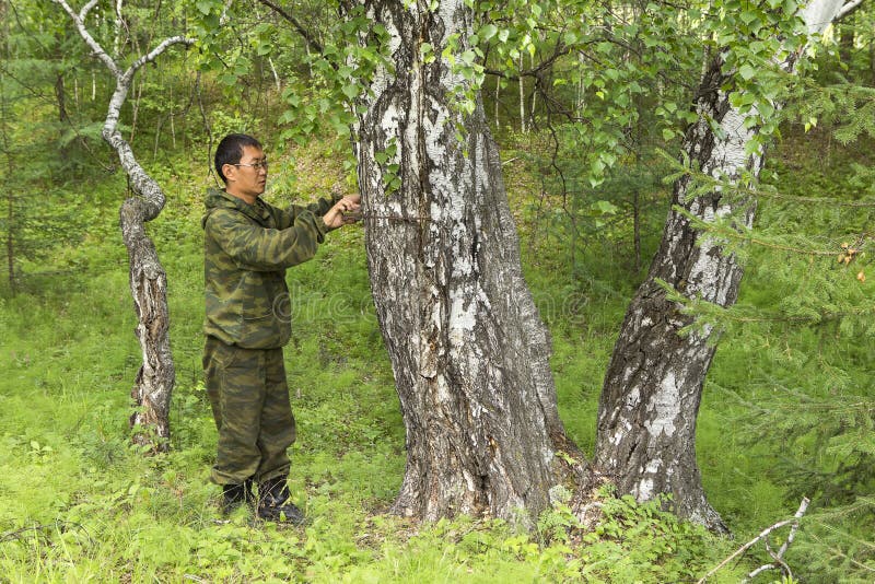 Measuring the Diameter of a Tree Stock Photo - Image of cedar, counting ...