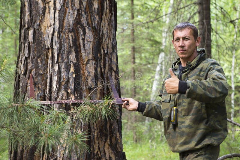 Measuring the Diameter of a Tree Stock Photo - Image of firewood, raid ...