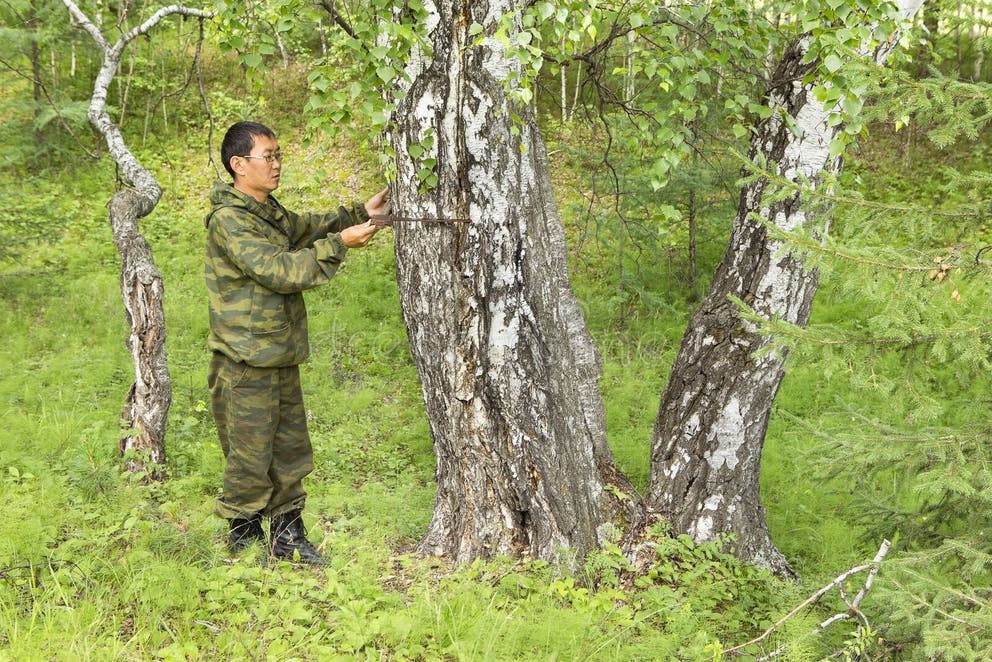 Measuring the Diameter of a Tree Stock Image - Image of nature ...