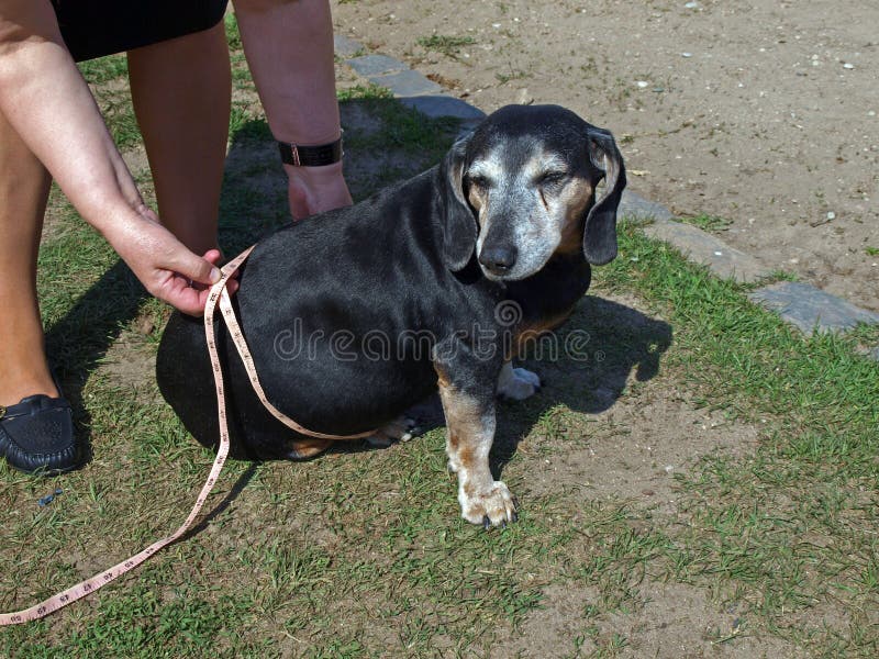 Measuring fat dog stock photo. Image of tape, animal - 21366204