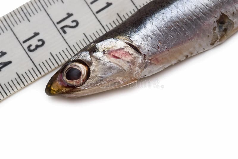 Measuring fish. stock image. Image of diet, atlantic - 18202857