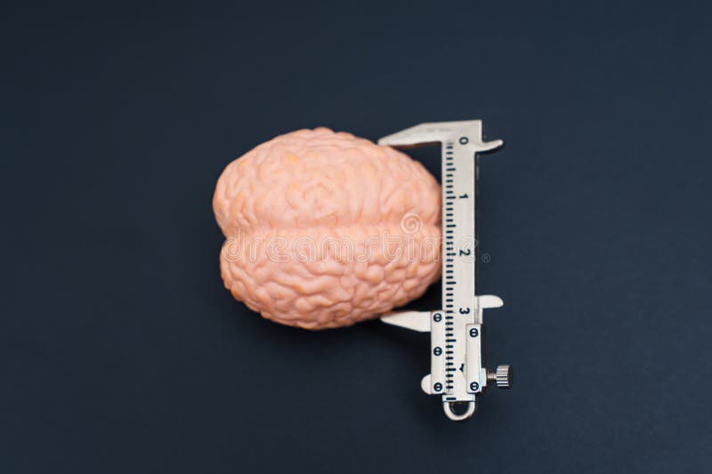 Measuring Human Brain Model with Caliper Tool on Black Background Stock ...