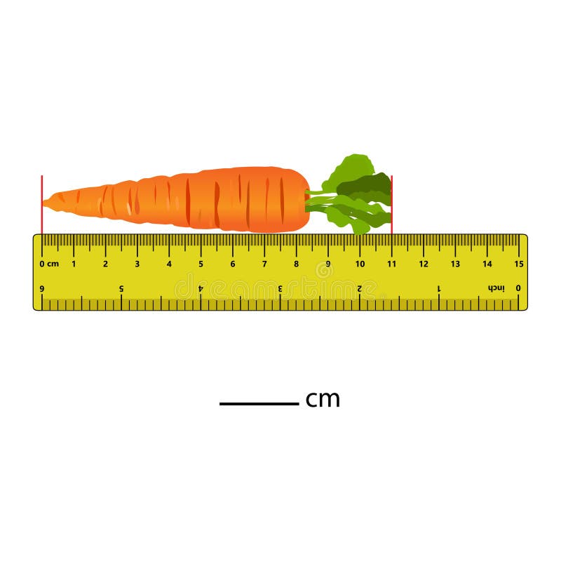 Measuring Length in Centimeters with the Ruler. Education Developing ...