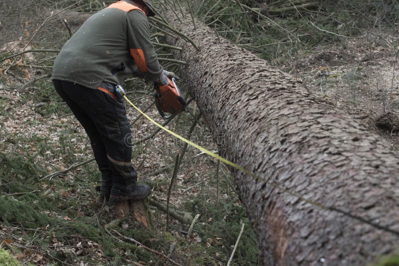 Measuring the Log after Tree Felling Stock Image - Image of land ...