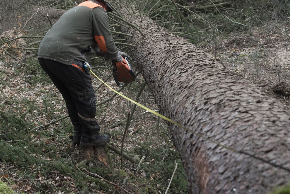 Measuring the Log after Tree Felling Stock Image - Image of felling ...