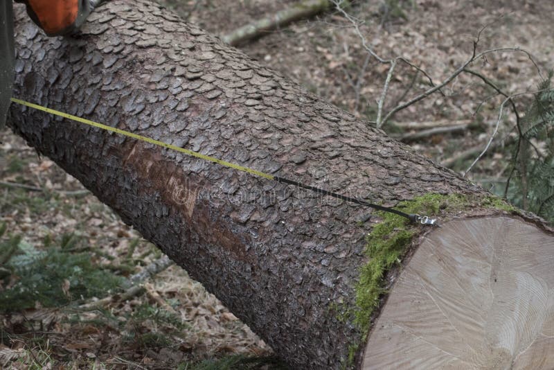 Measuring the Log after Tree Felling Stock Photo - Image of trunks ...