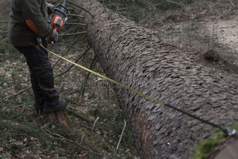 Measuring the Log after Tree Felling Stock Image - Image of land ...
