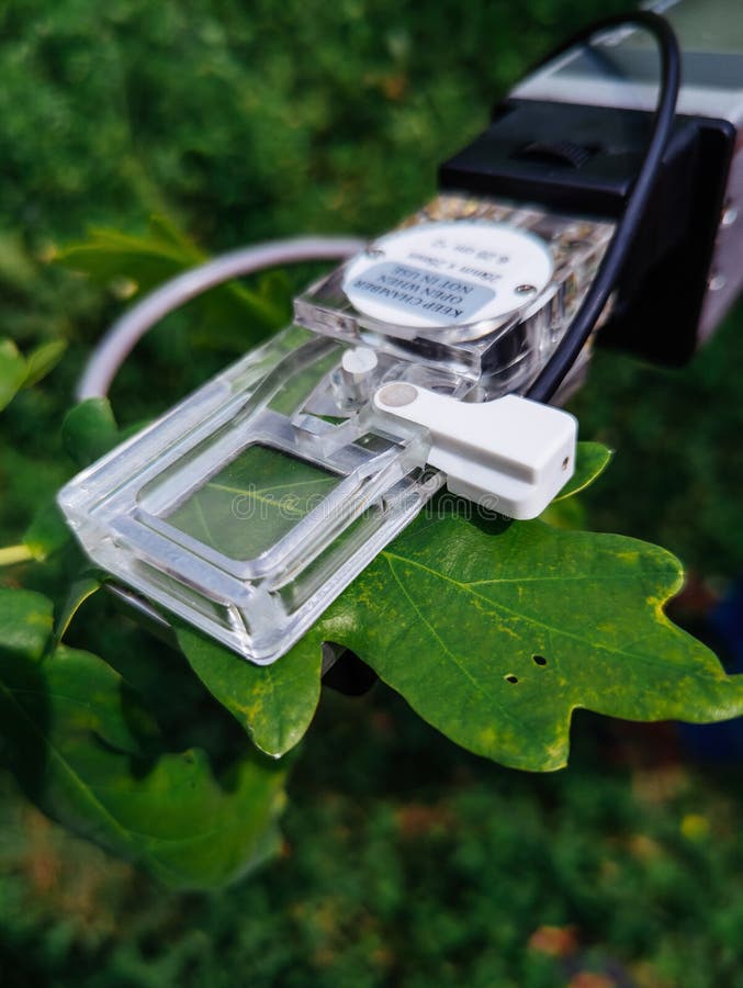 Measuring Plant Photosynthesis by Using Portable Device Stock Photo ...