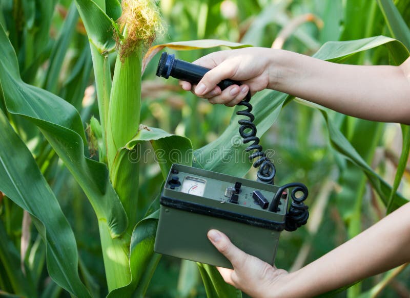 Measuring Radiation Levels of Maize Stock Image - Image of geiger, corn ...
