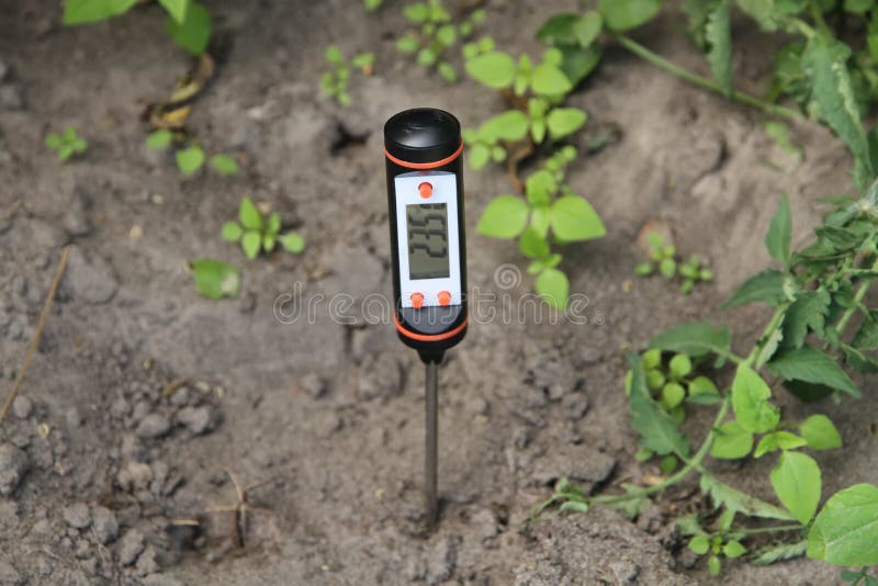 Measuring the Temperature of the Ground in the Garden. Stock Photo ...