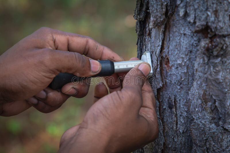 Measuring Tree Bark Thickness Forest Stock Photos - Free & Royalty-Free ...