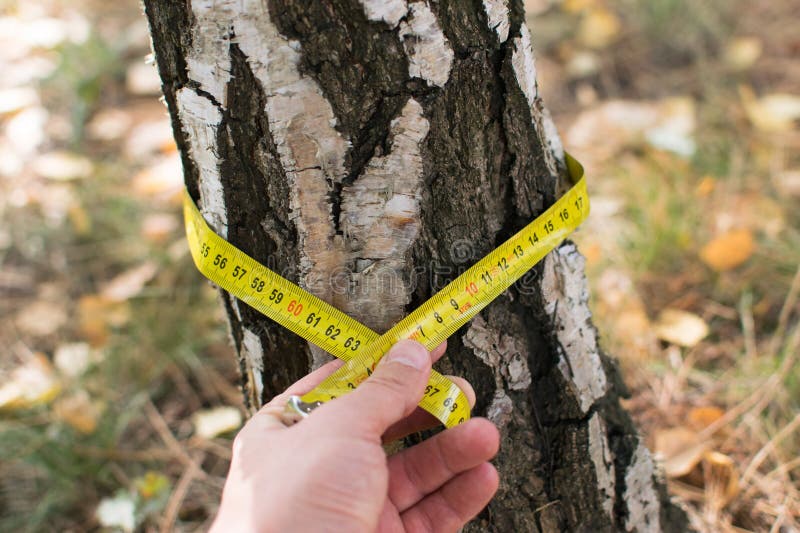 Measuring Trees, a Tree Measured with a Ruler Stock Photo - Image of ...