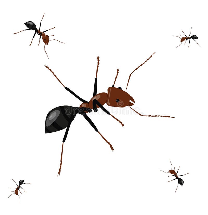 Meat Ant Stock Illustrations – 34 Meat Ant Stock Illustrations, Vectors ...