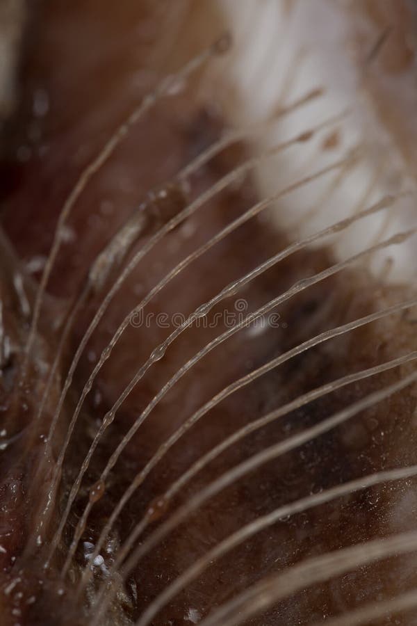 Meat and Bones of Fresh Herring for a Delicious Dish, Carve Fish Stock ...